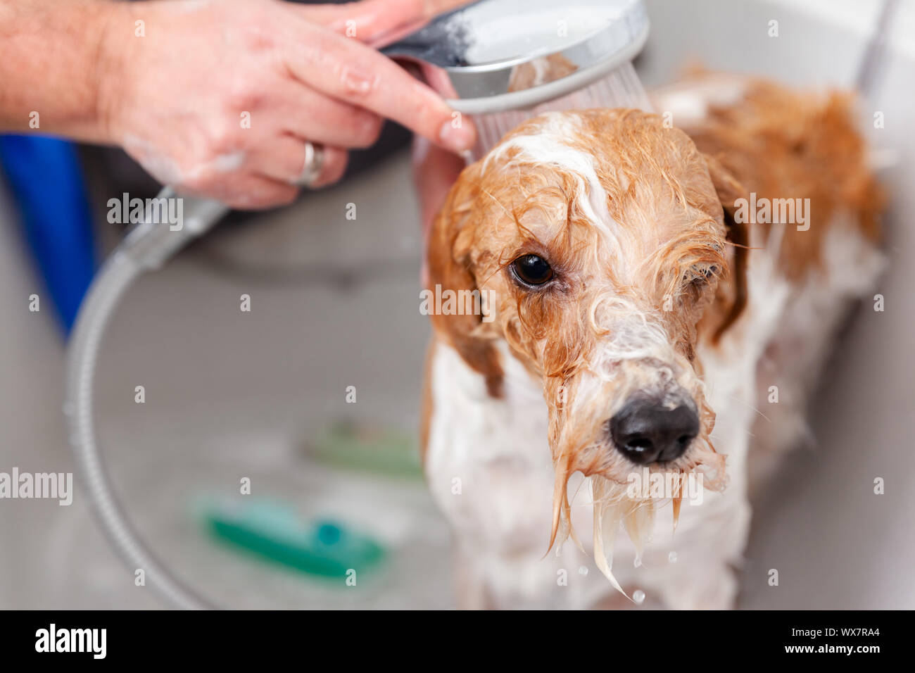 bathing a cute dog Stock Photo - Alamy