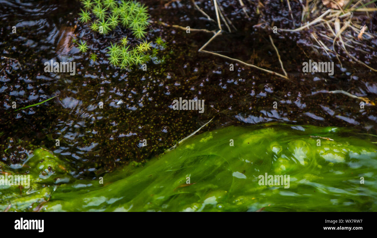 Soil algae hi-res stock photography and images - Alamy