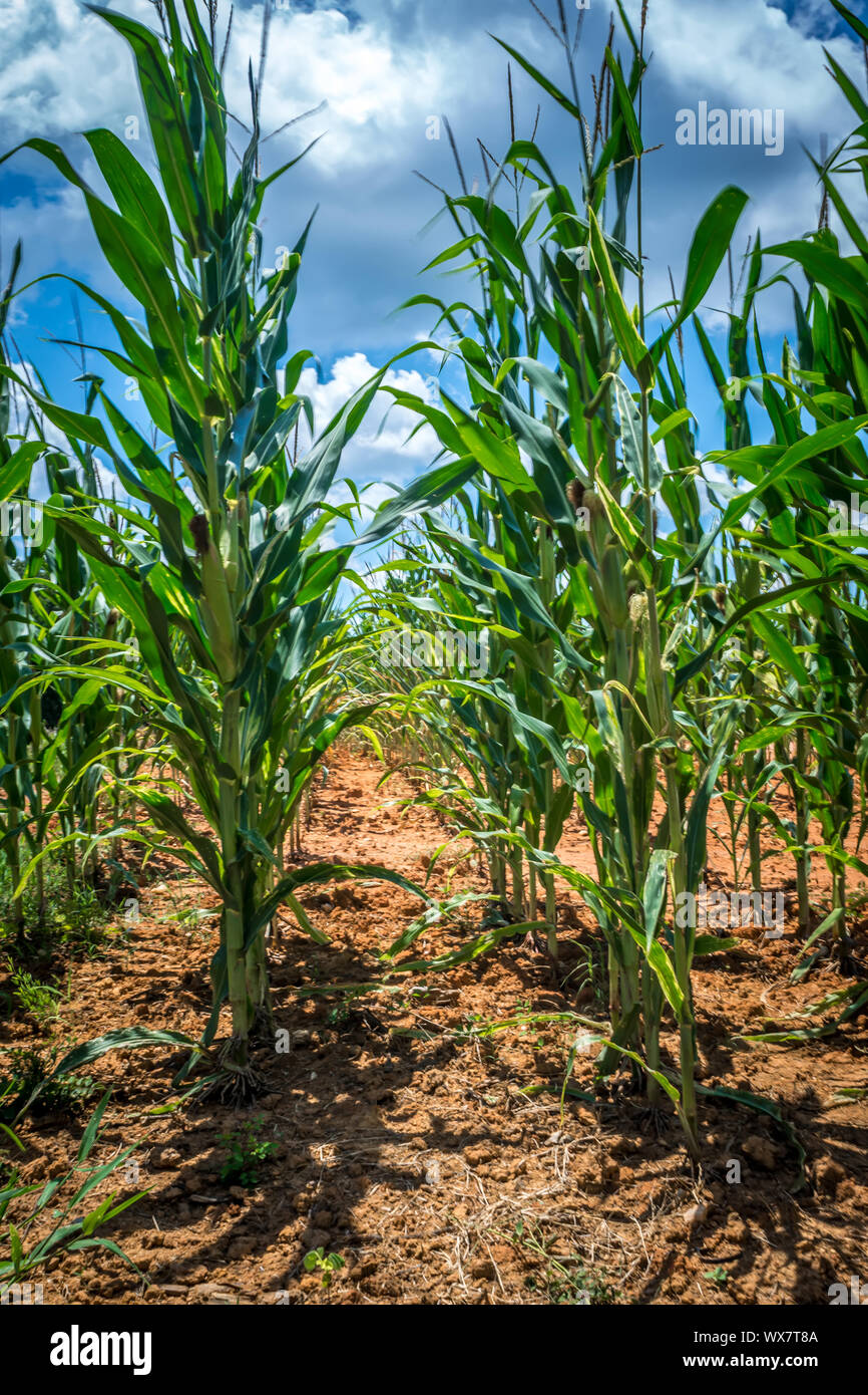 corn farm field on a sunny day Stock Photo - Alamy