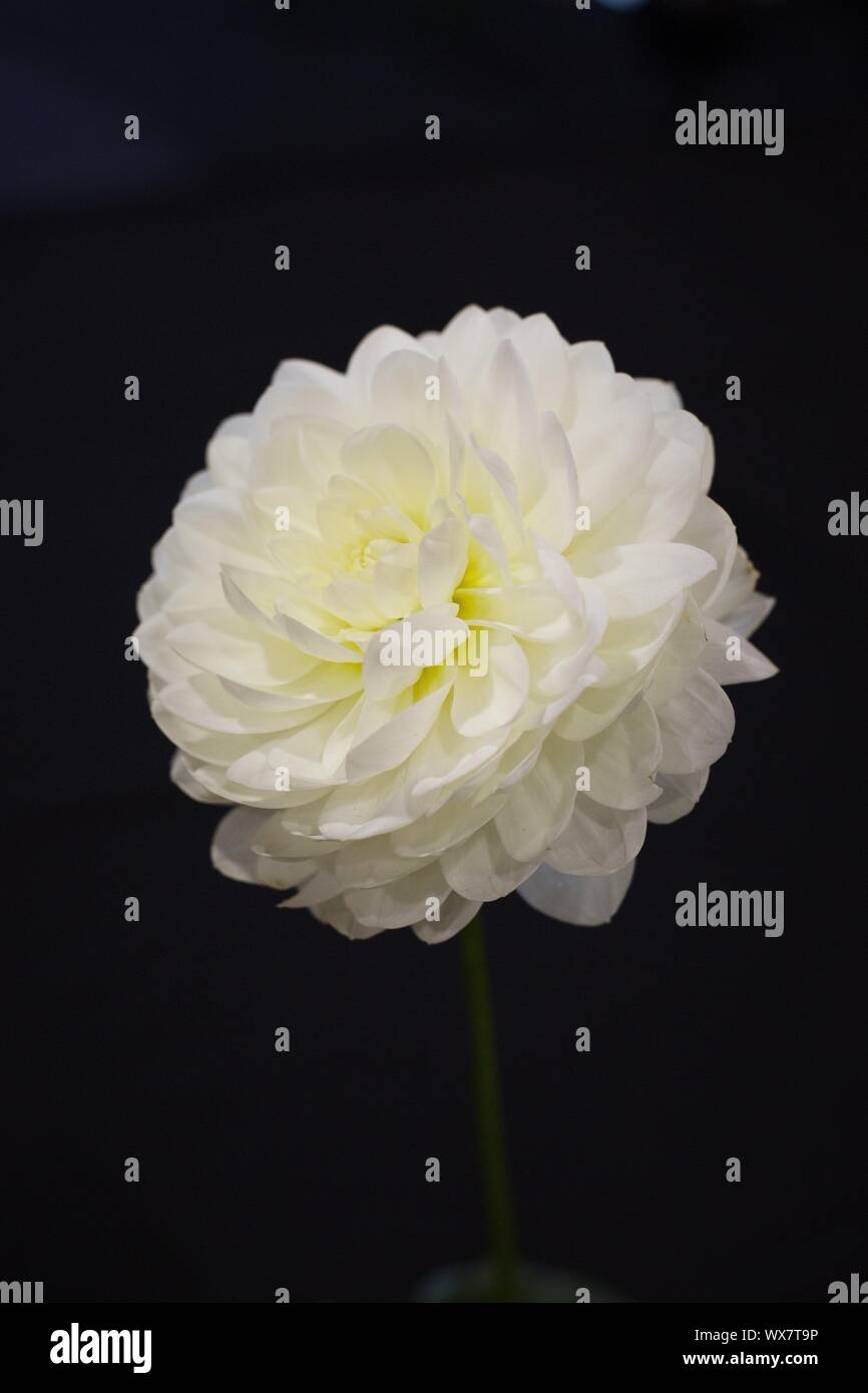 Dahlia white isa hi-res stock photography and images - Alamy