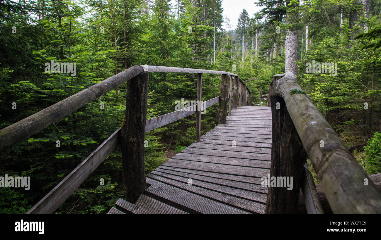 path with wood planks through forest Stock Photo - Alamy