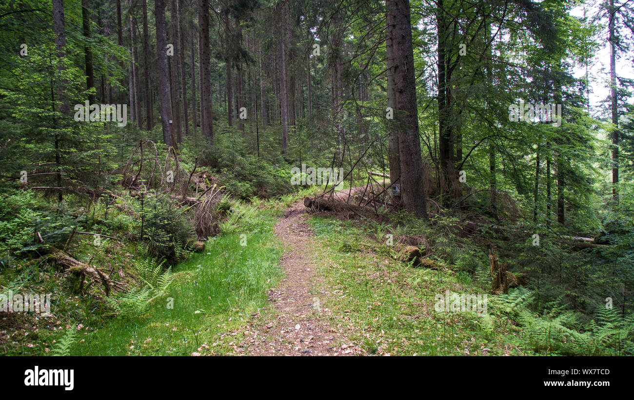 hiking path through black forest Stock Photo - Alamy