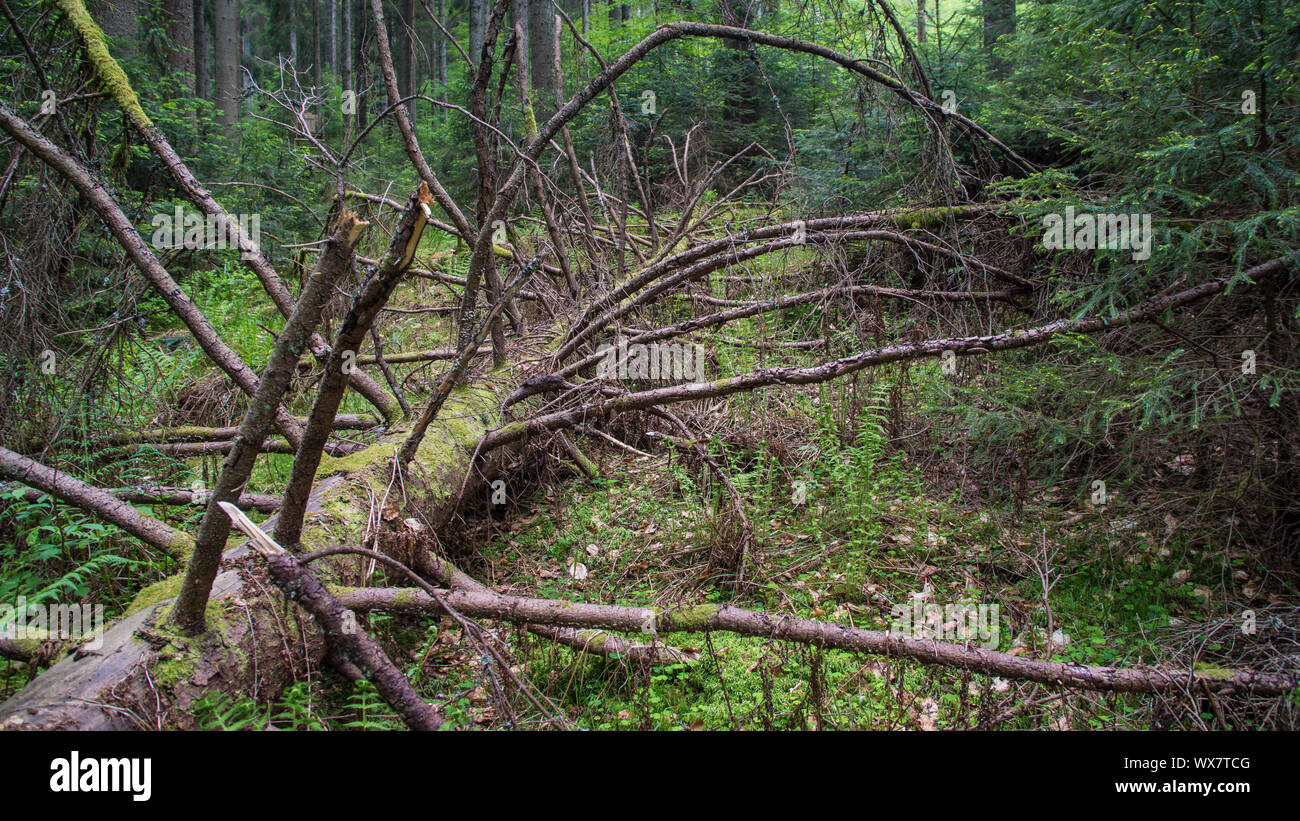 Woodland rotting hi-res stock photography and images - Alamy