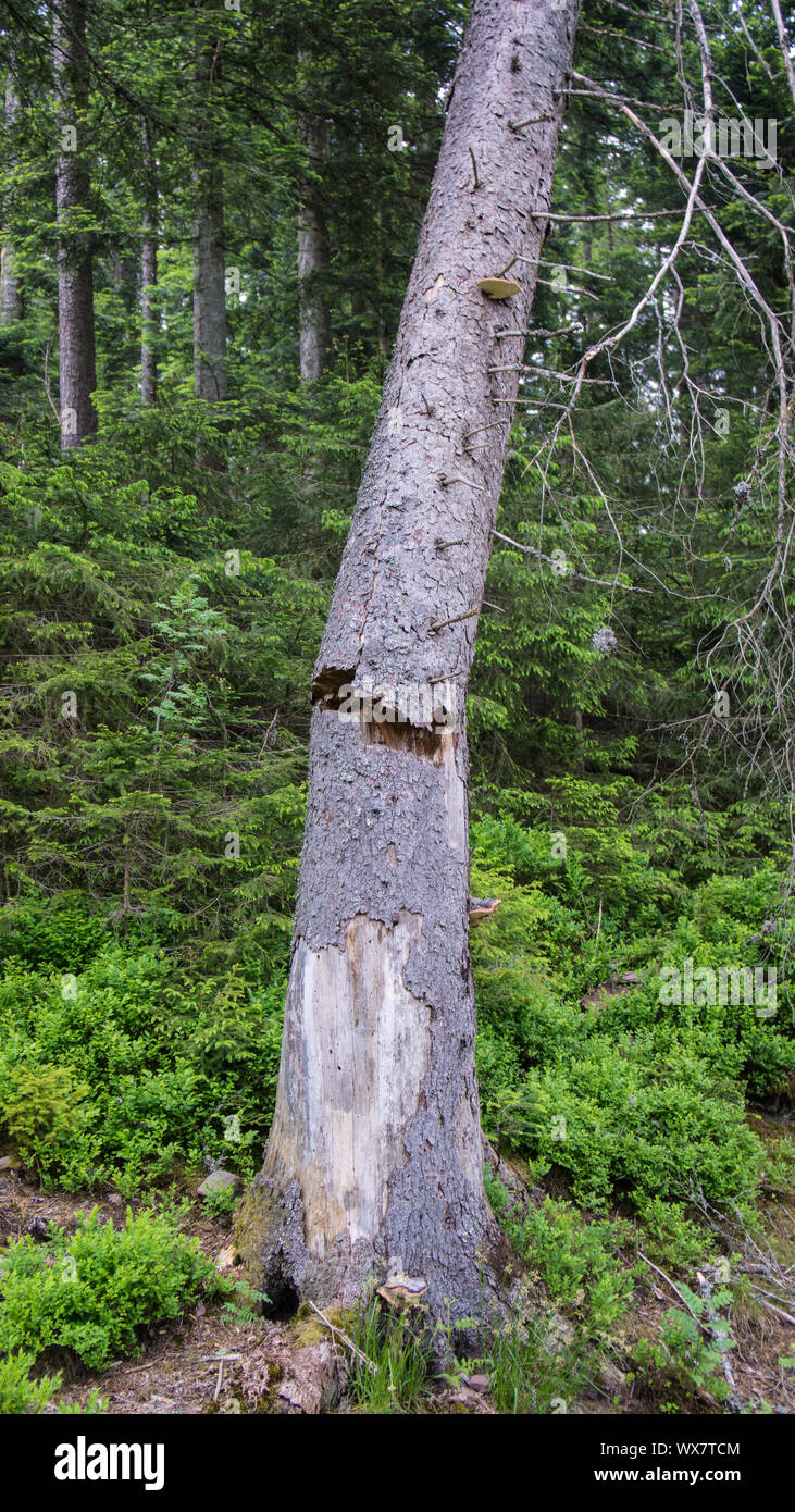cracked tree from thunderstorm Stock Photo - Alamy
