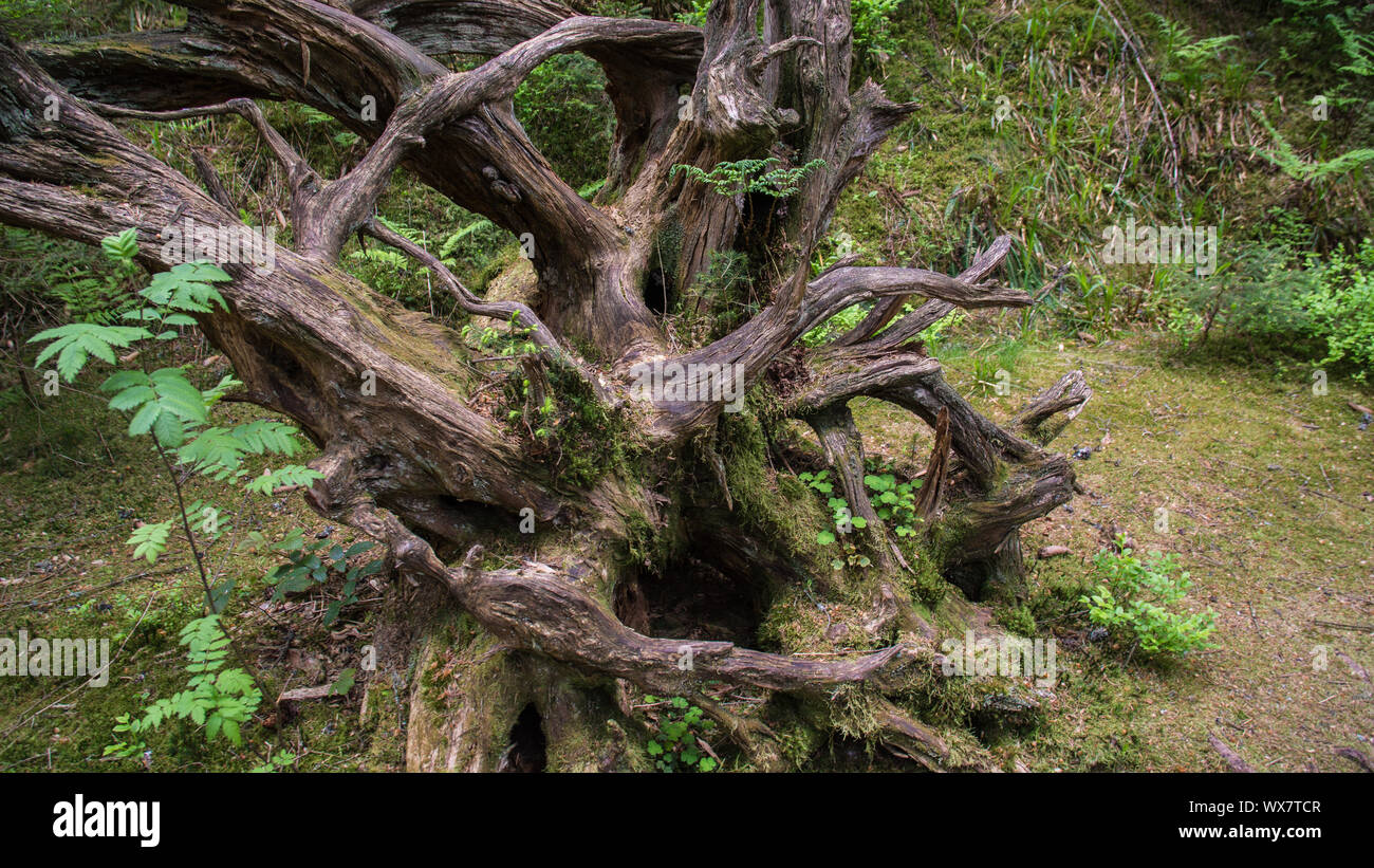 Old tall trees big roots hi-res stock photography and images - Alamy