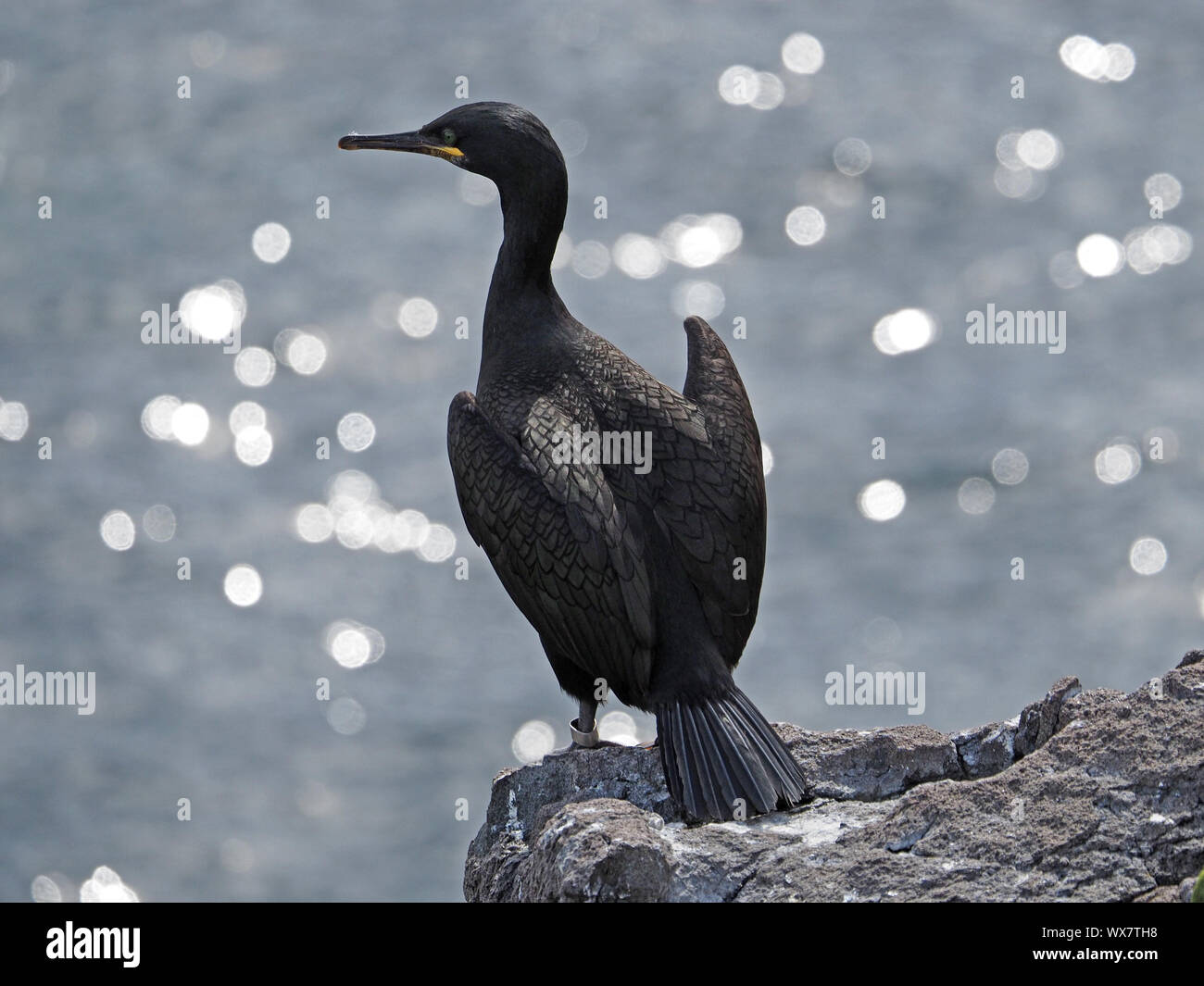 Metallic sheen plumage hi-res stock photography and images - Alamy