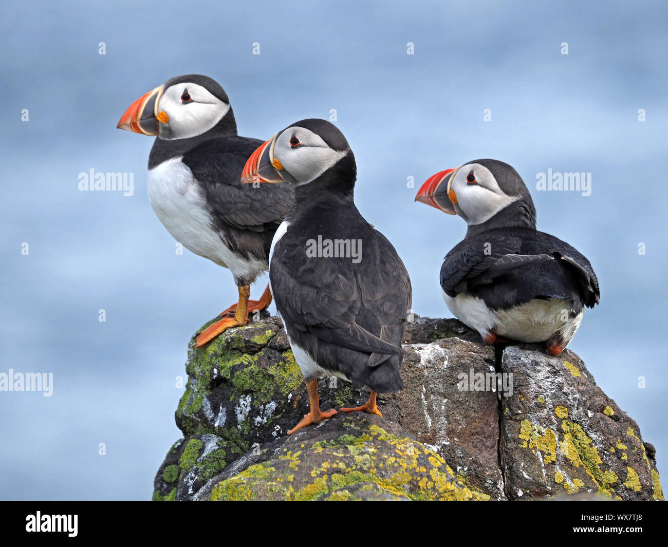 3 Atlantic puffins (Fratercula arctica) or Common Puffin posing on ...