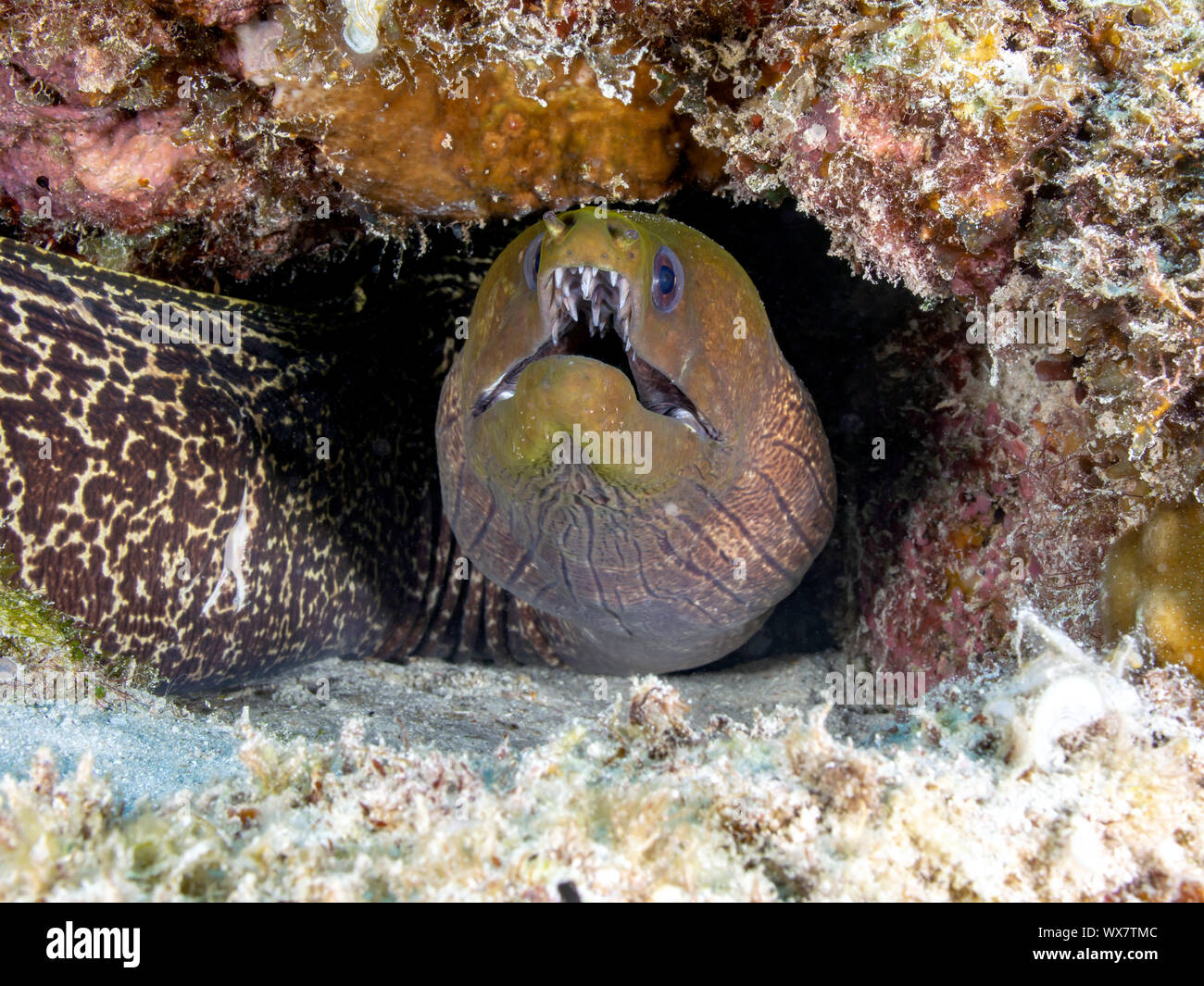 Marmor muraene hi-res stock photography and images - Alamy