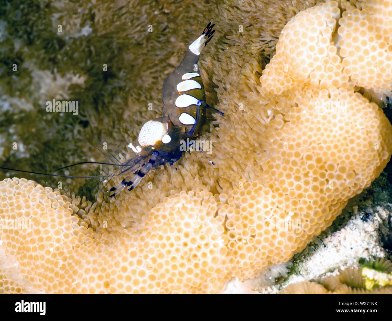 Peacocktail hi-res stock photography and images - Alamy