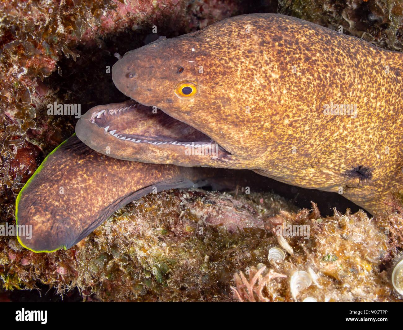 Moray and fish hi-res stock photography and images - Alamy