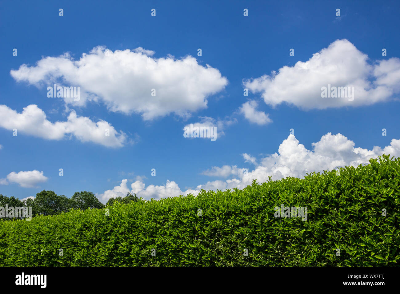 Hedge Row Front High Resolution Stock Photography and Images - Alamy