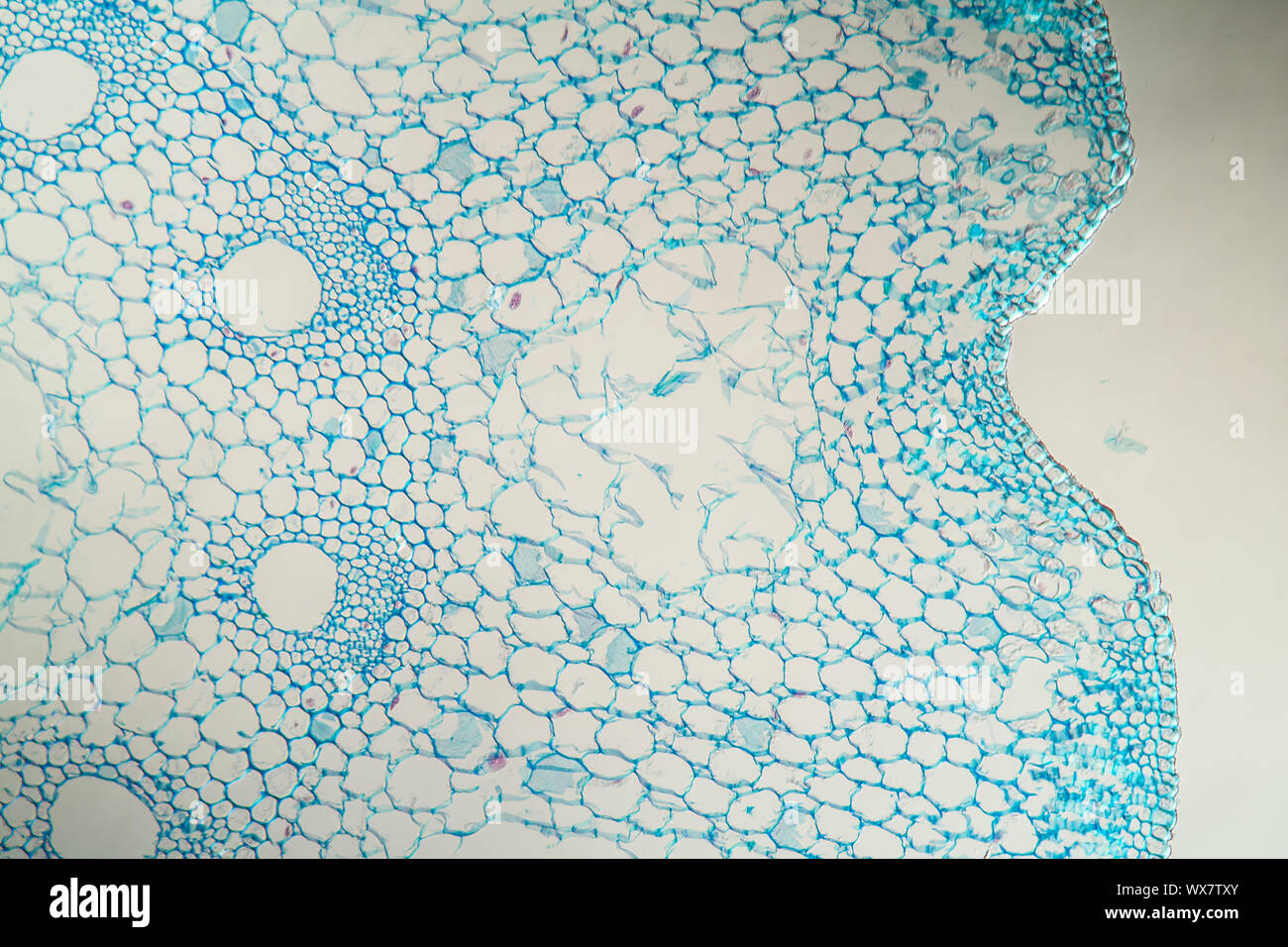 Vascular Plant Cross Section