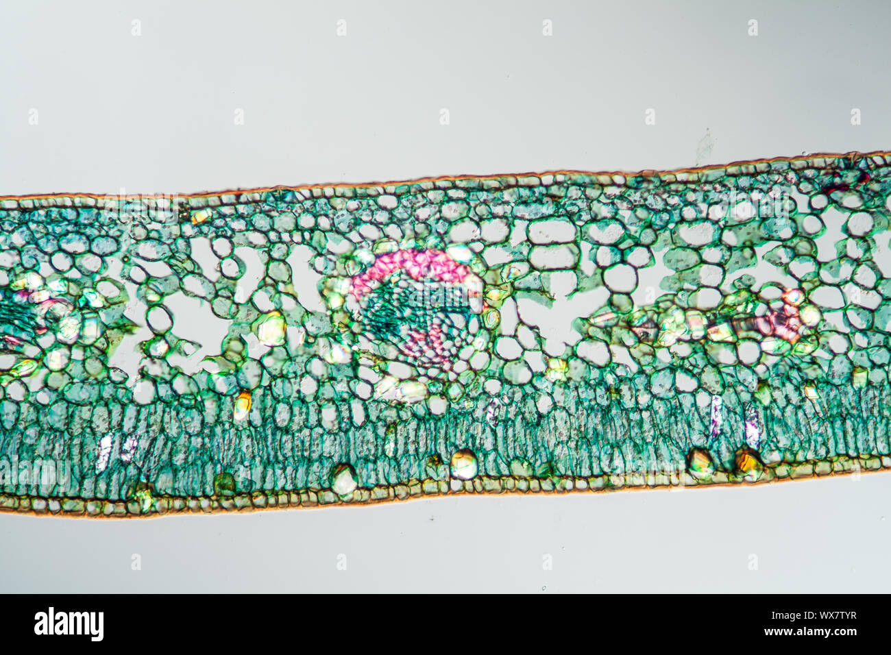 Microscopy room hi-res stock photography and images - Alamy