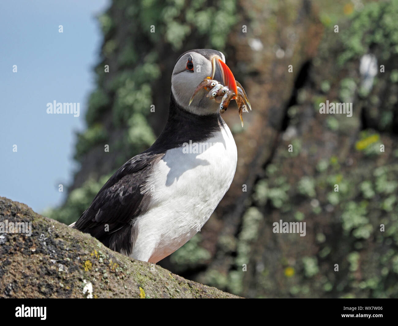 Atlantic puffin (Fratercula arctica) or Common Puffin with beakful of ...