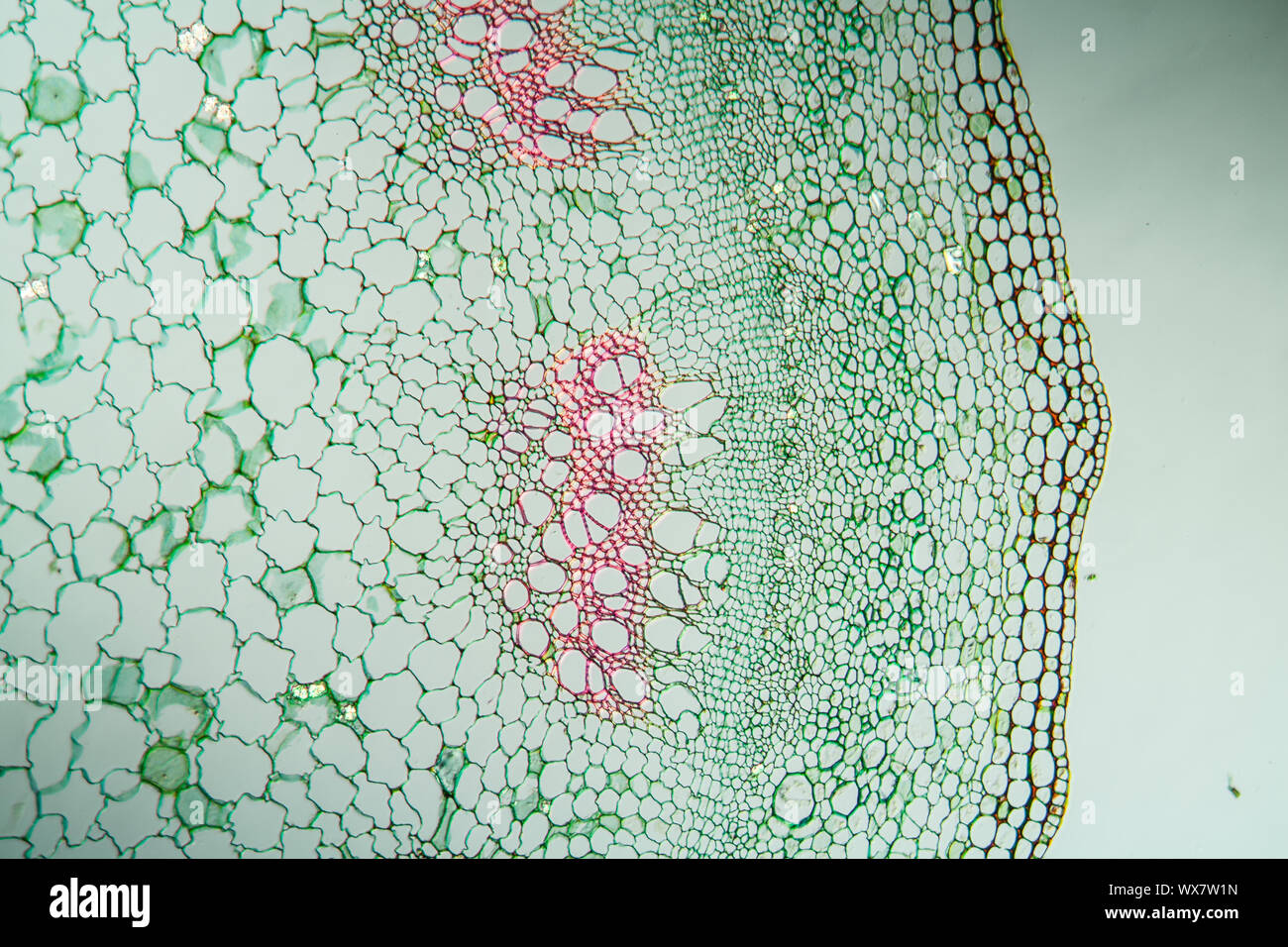Stinging Cells High Resolution Stock Photography and Images - Alamy