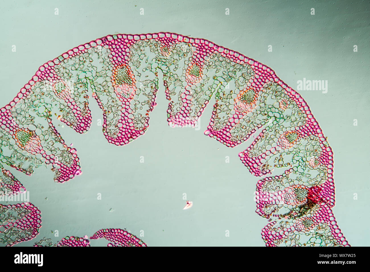 Leaf of marram grass hi-res stock photography and images - Alamy