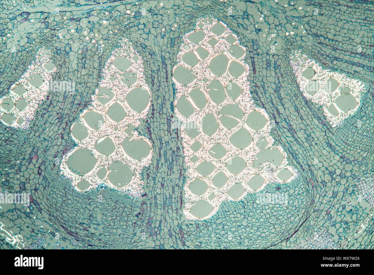 Flower cross section hi-res stock photography and images - Alamy
