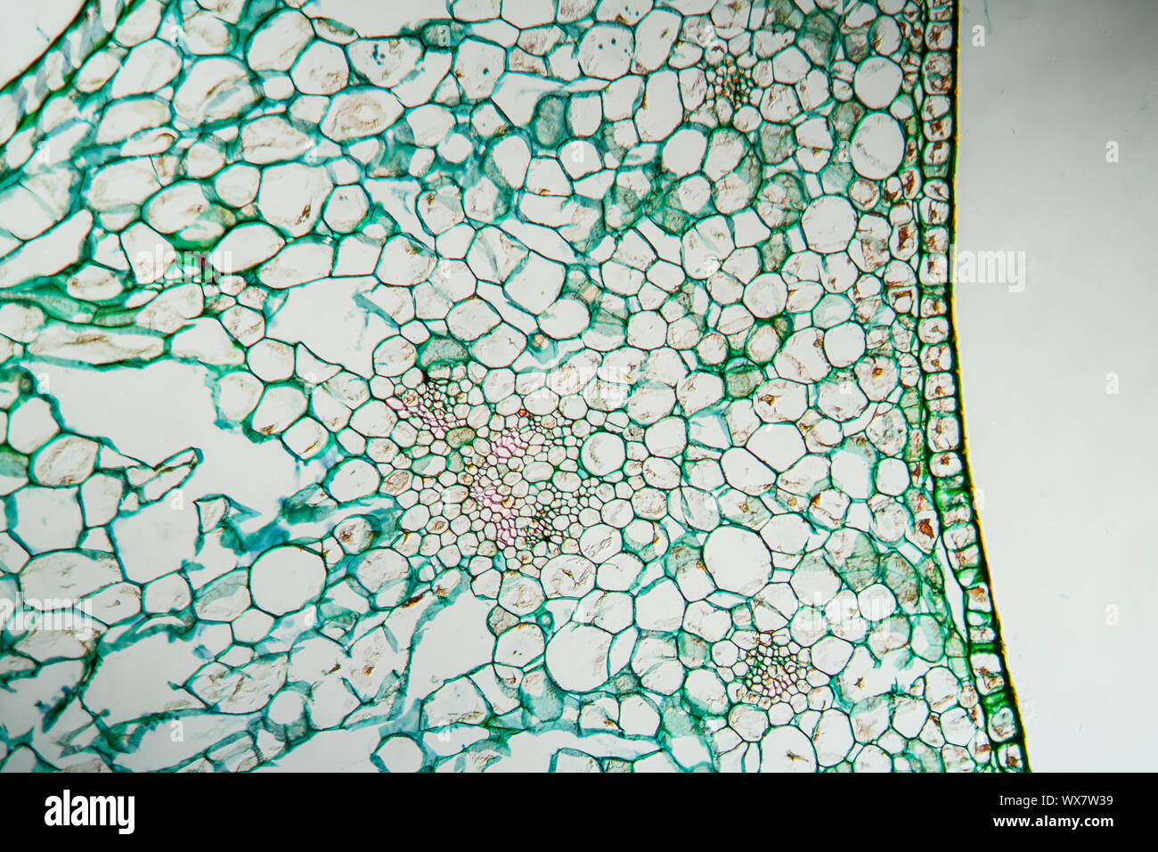 Capsule botany hi-res stock photography and images - Alamy