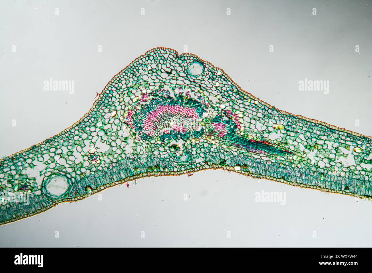 Nerium Oleander Cross Section