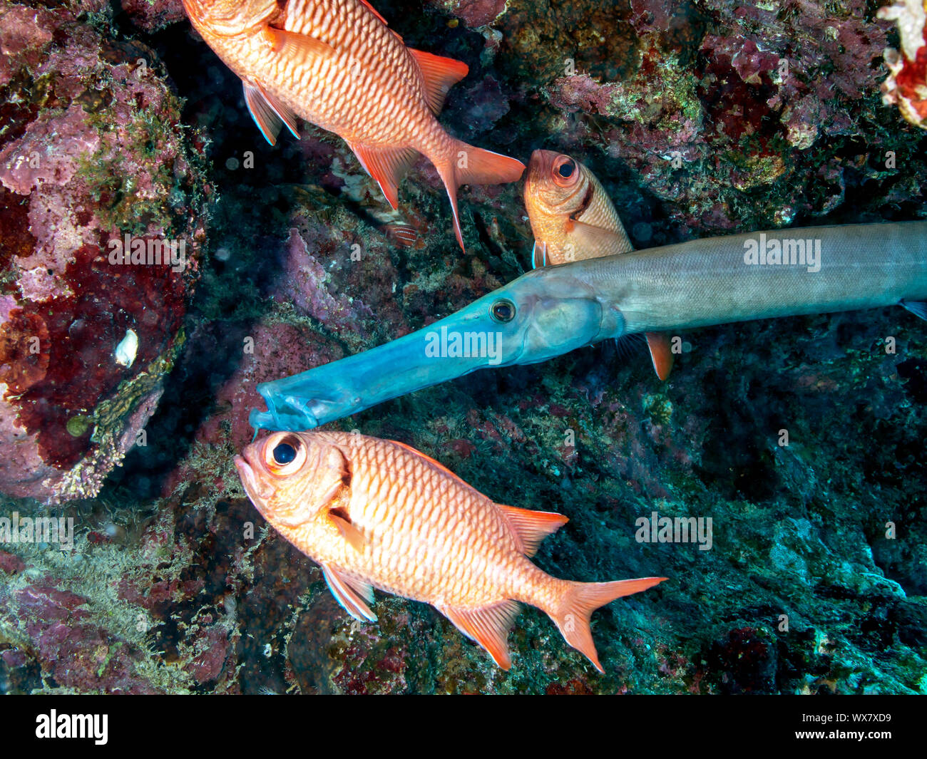 Indian ocean fish hi-res stock photography and images - Alamy