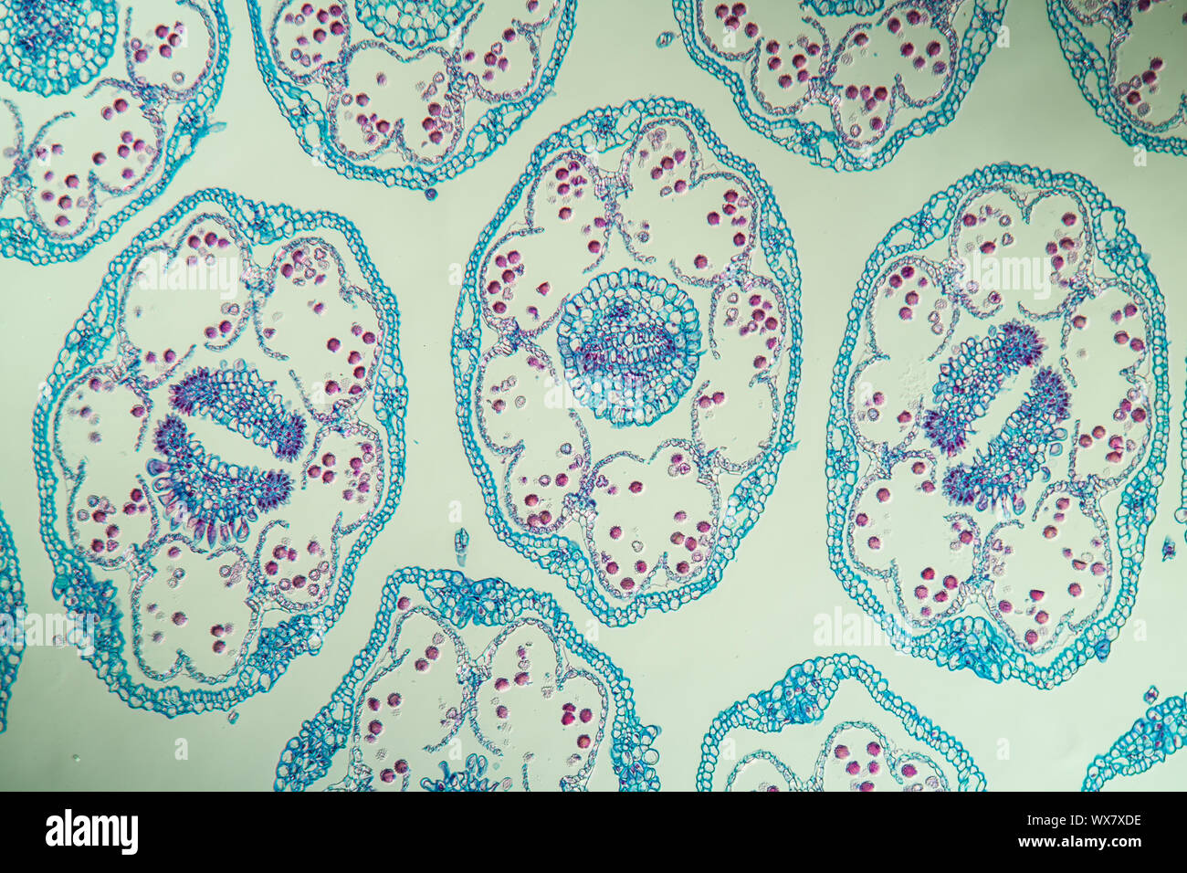 Flower cross section hi-res stock photography and images - Alamy