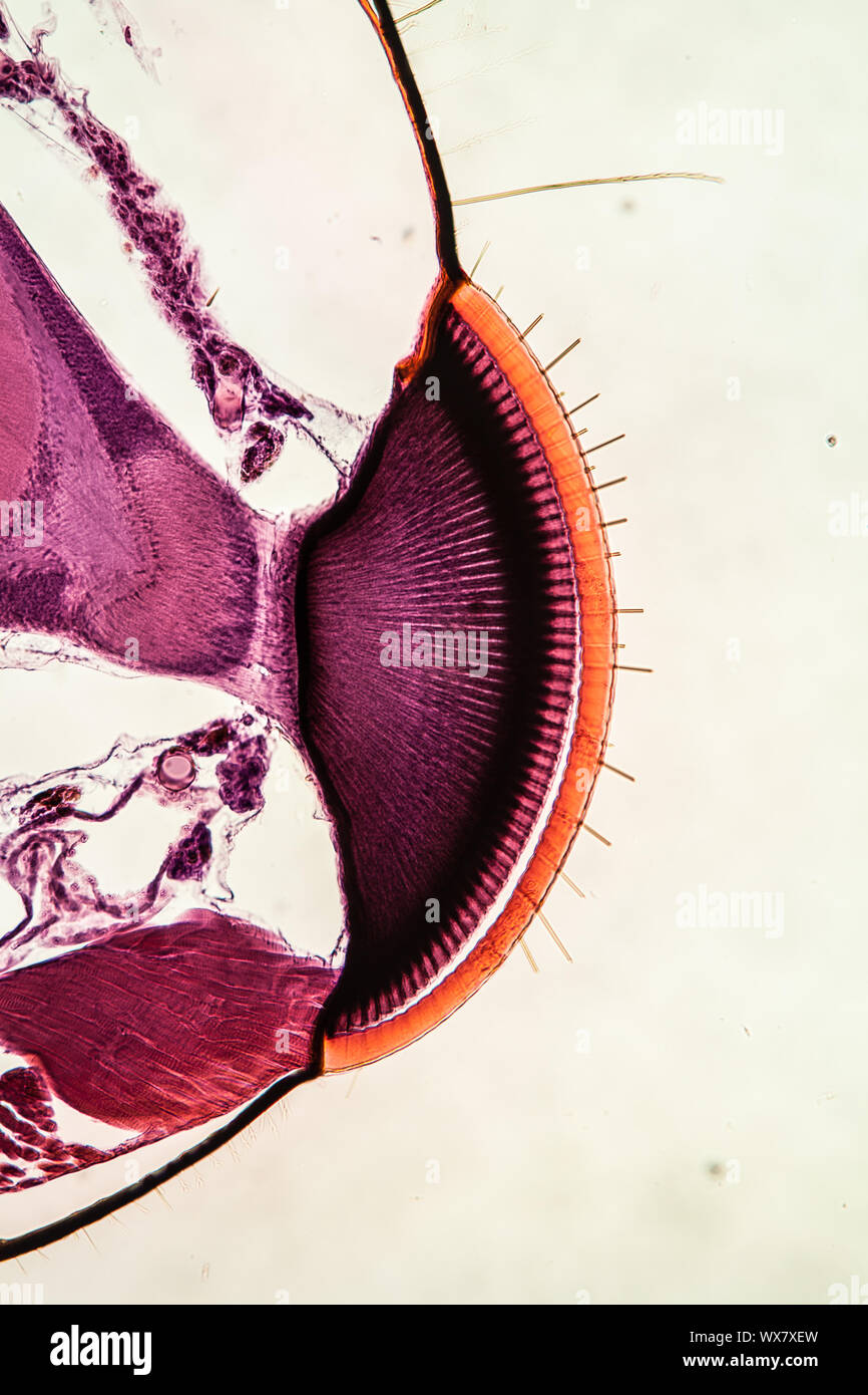 Augennerv hi-res stock photography and images - Alamy