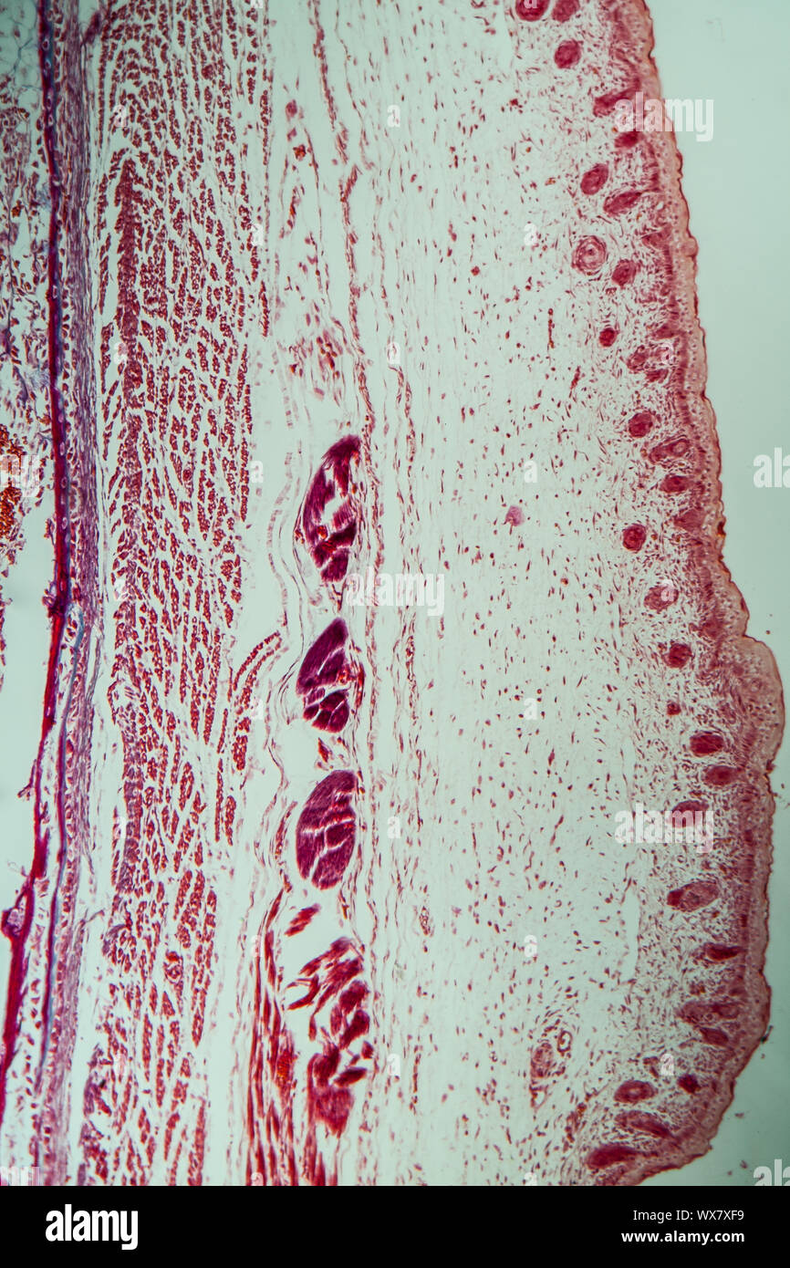 Longitudinal Cells High Resolution Stock Photography and Images - Alamy