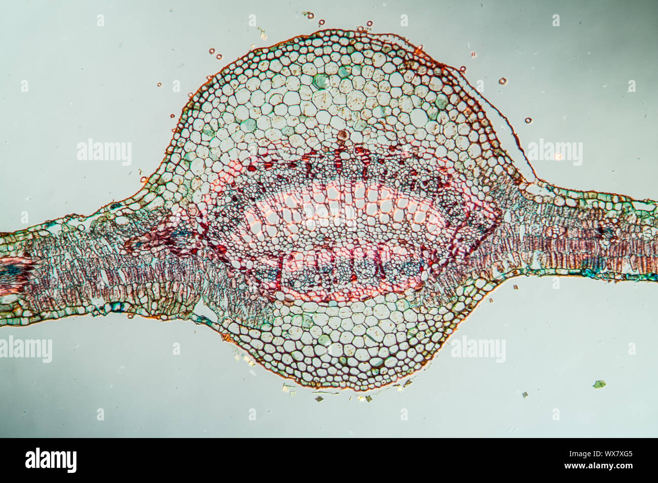 Weeping willow leaf cross section 100x Stock Photo - Alamy