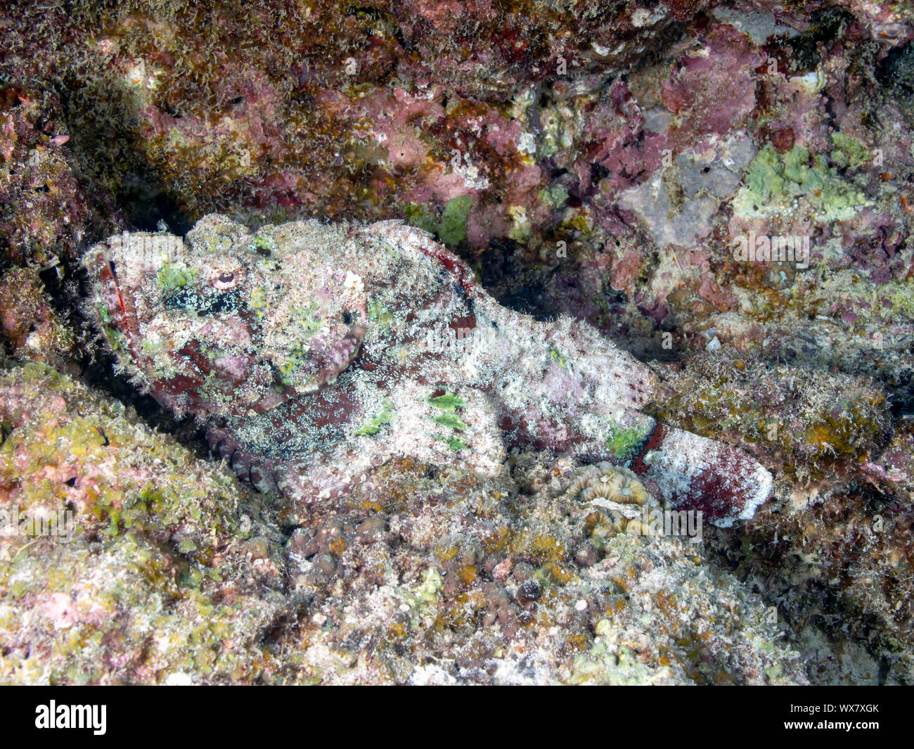 Humpbacked animal hi-res stock photography and images - Alamy