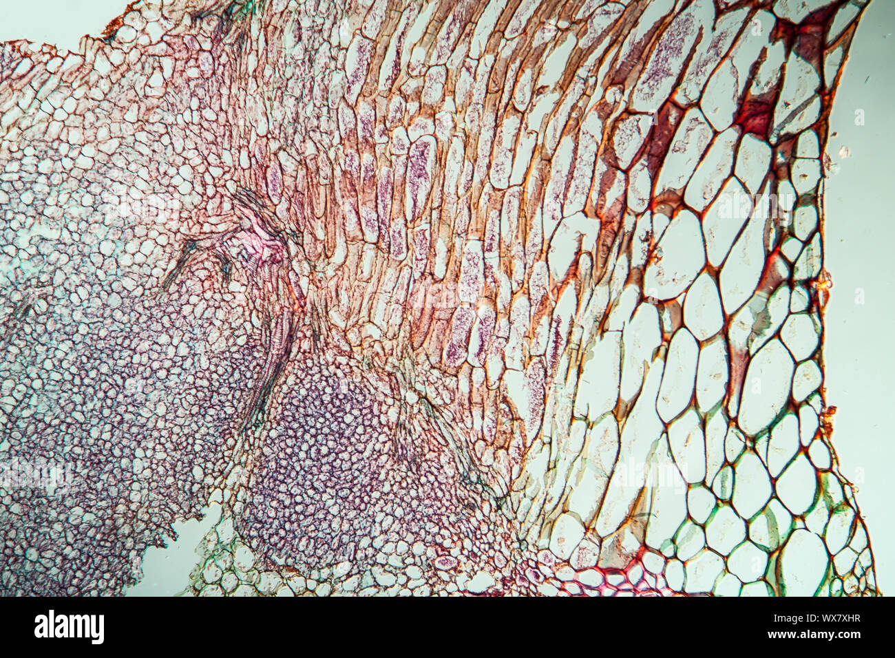 Weeping willow leaf cross section 100x Stock Photo - Alamy