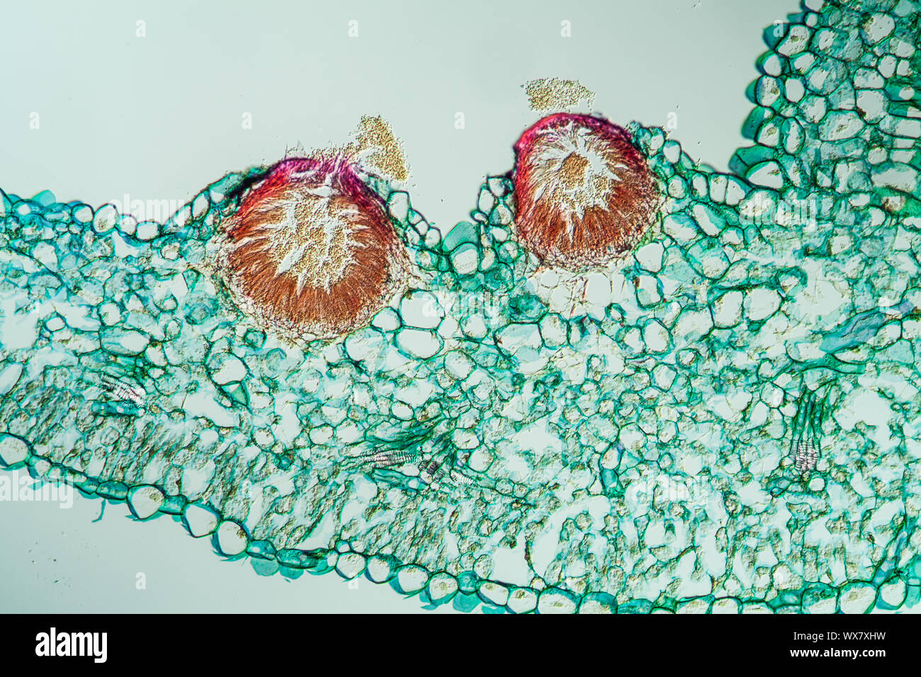 Parasitic rust fungi hi-res stock photography and images - Alamy