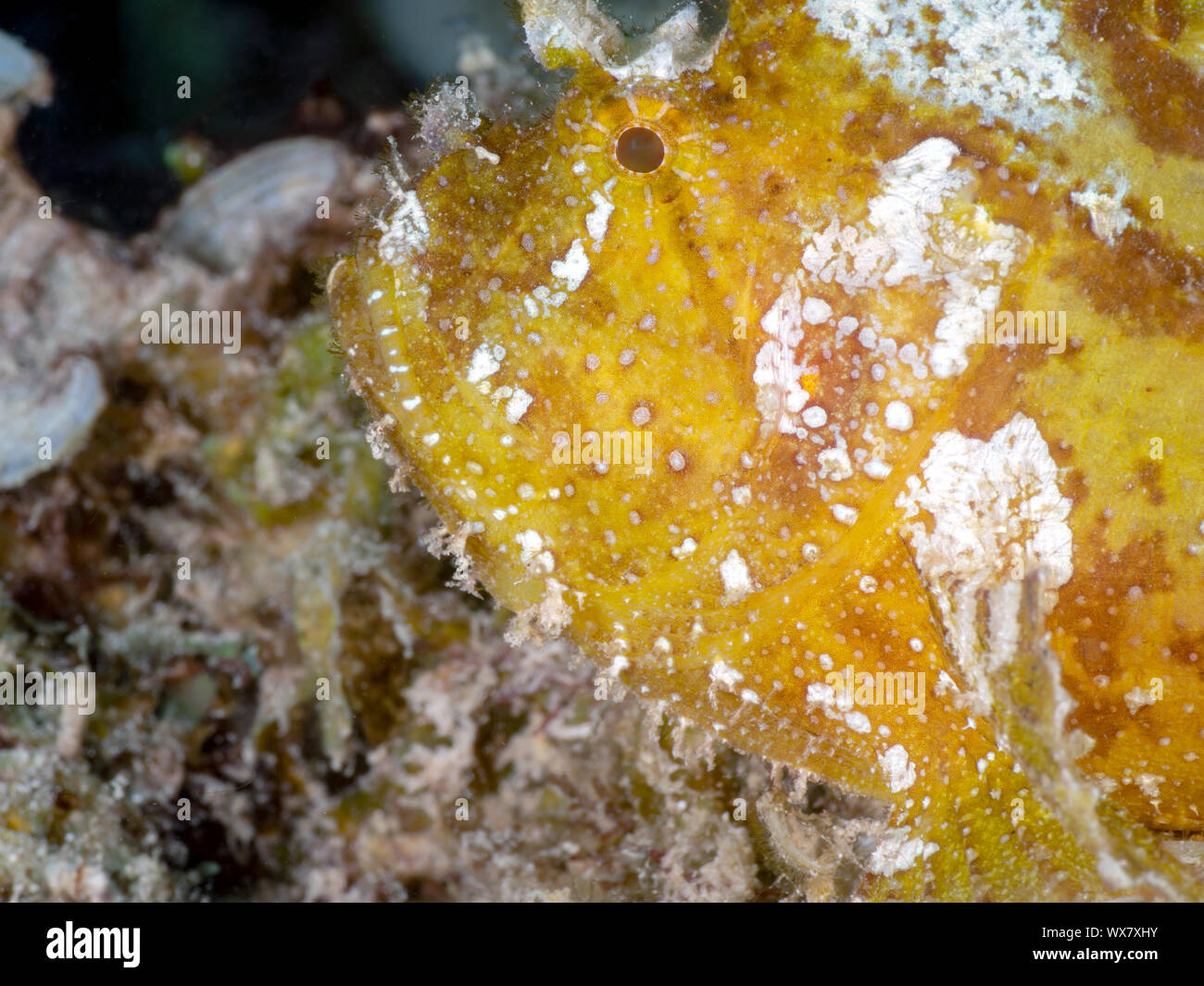 Mauritius scorpionfish hi-res stock photography and images - Alamy