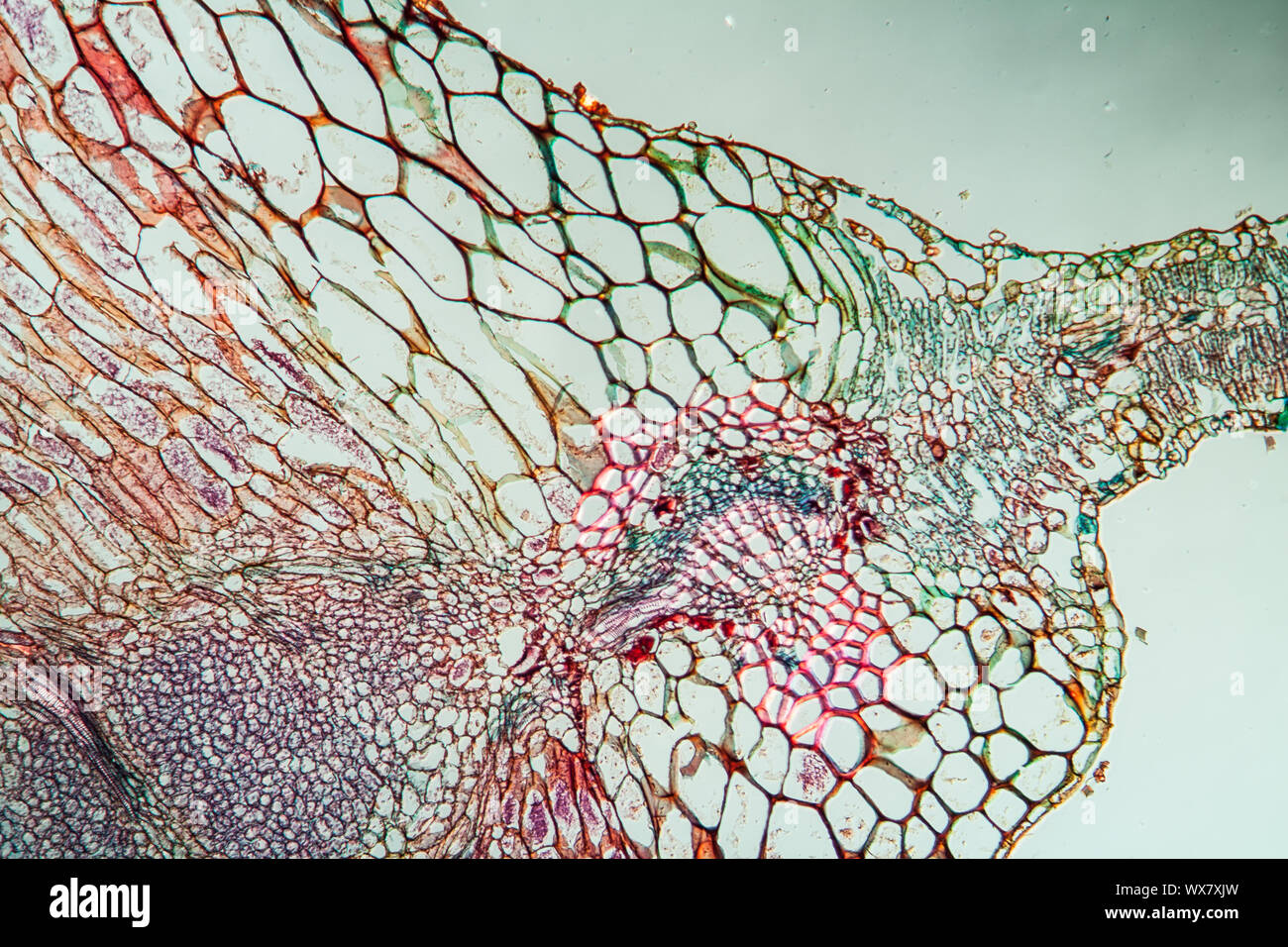 Weeping willow leaf cross section 100x Stock Photo - Alamy