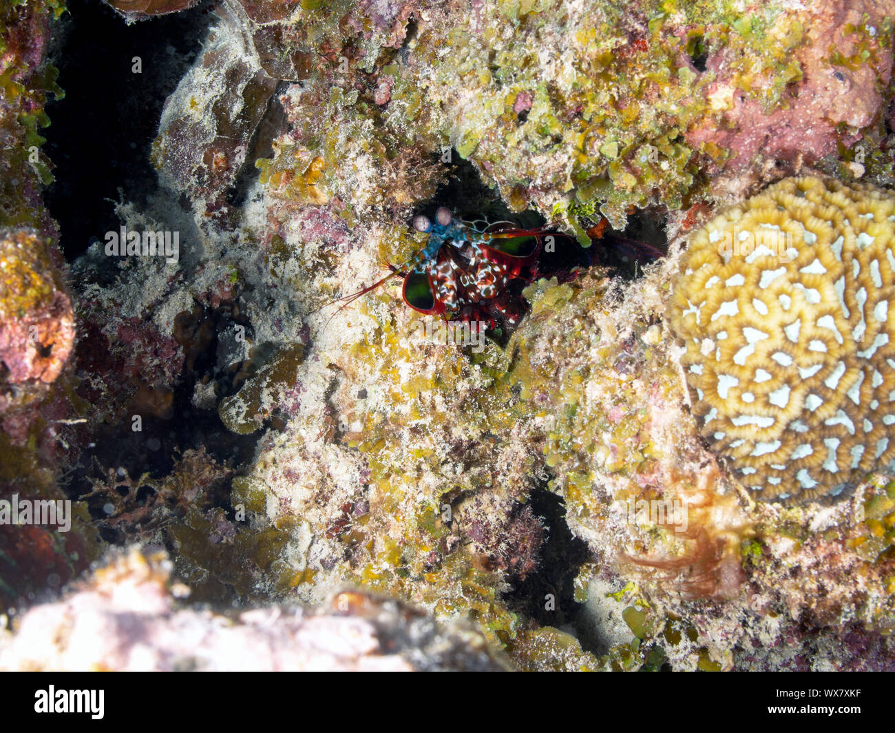Painted mantis shrimp hi-res stock photography and images - Alamy