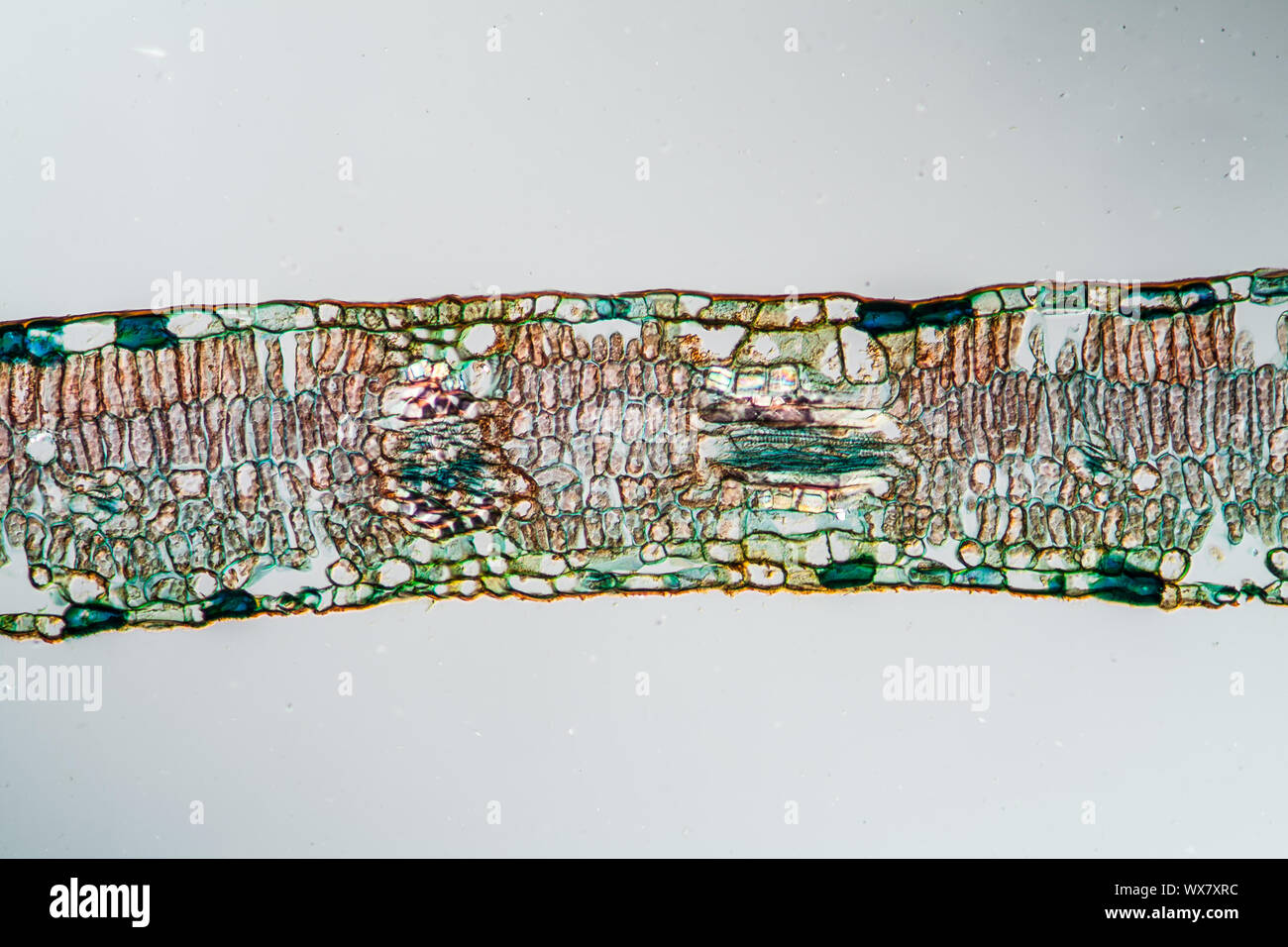 Weeping willow leaf cross section 100x Stock Photo - Alamy