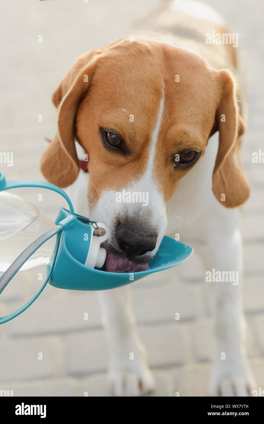 Beagle dog bowl hi-res stock photography and images - Alamy