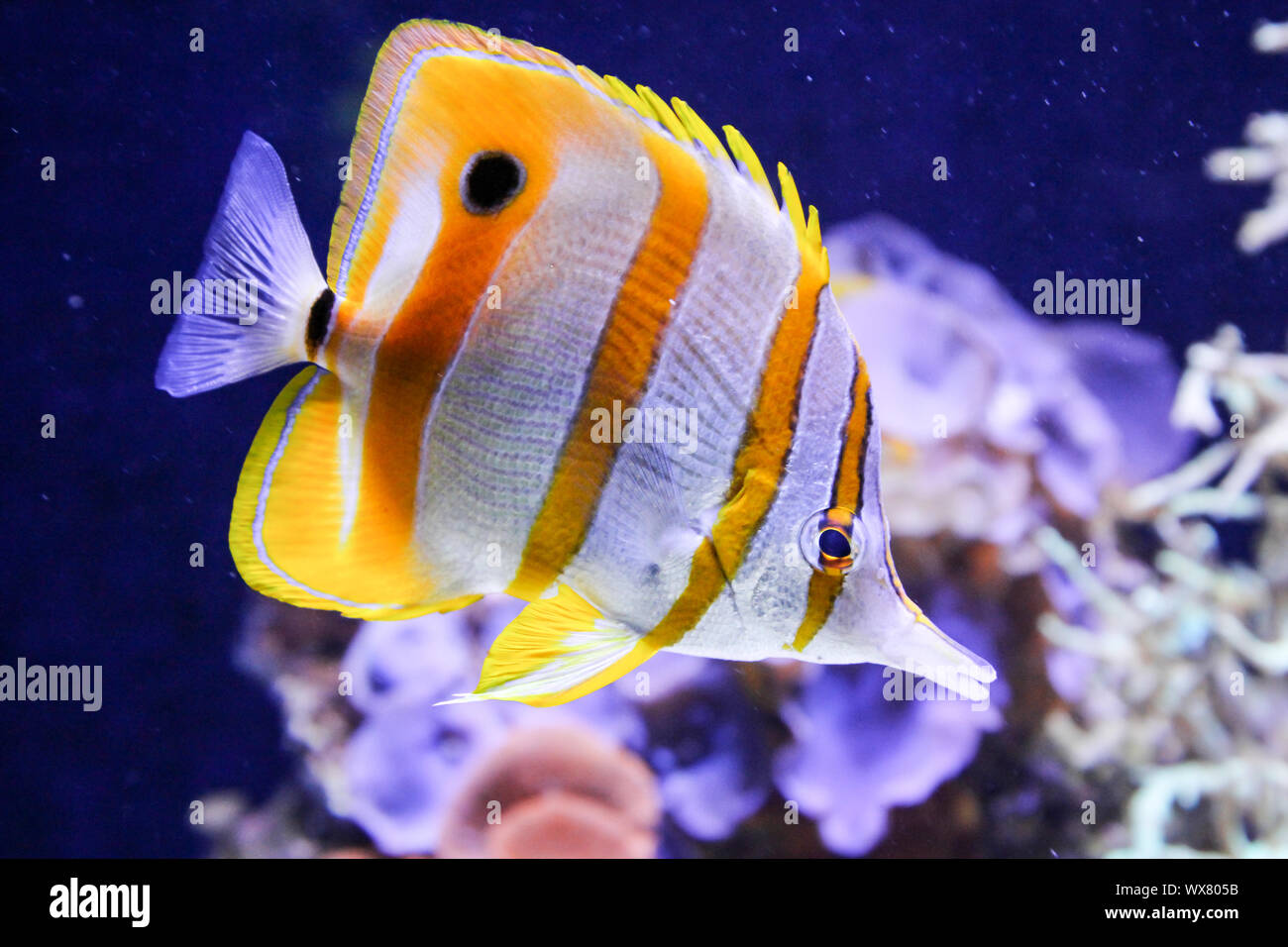 Red fish in aquarium hi-res stock photography and images - Alamy