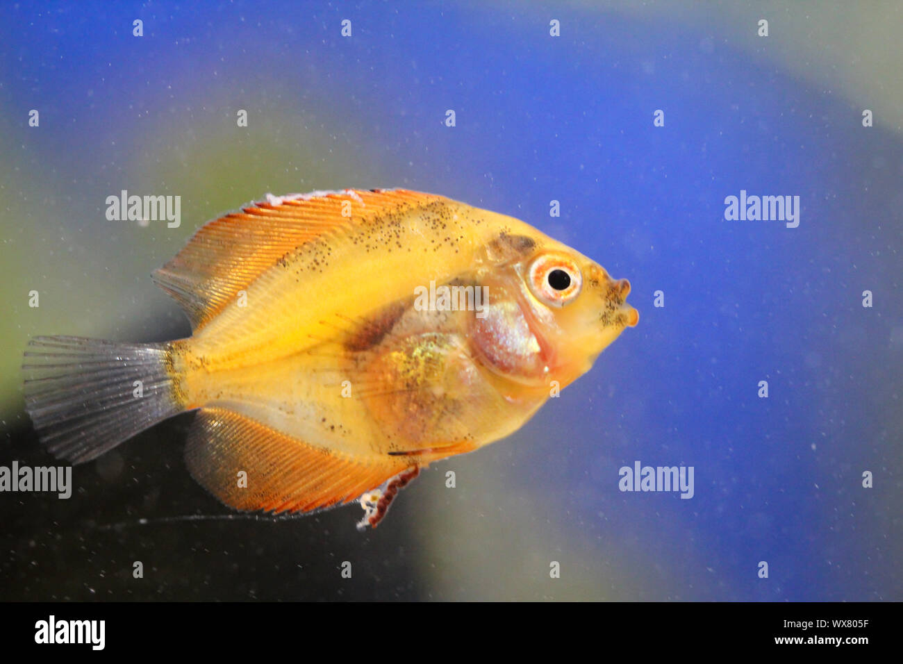 Portrait of a discus fish baby Stock Photo - Alamy