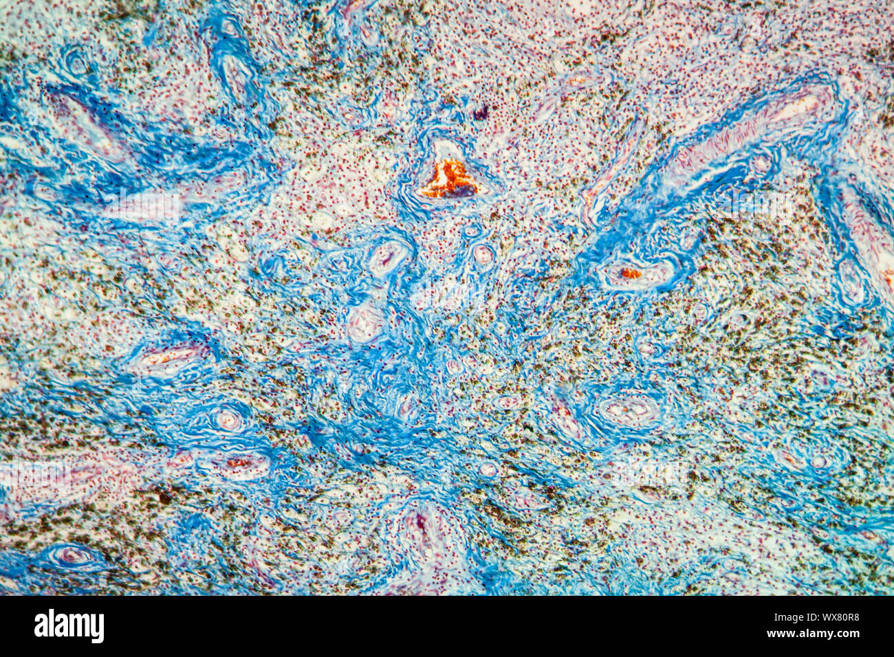 Body Tissue High Resolution Stock Photography and Images - Alamy