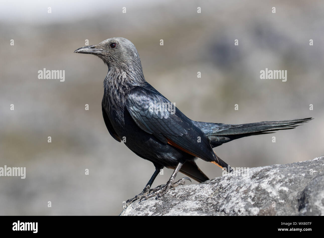 Female Red-winged Starling Stock Photo - Alamy