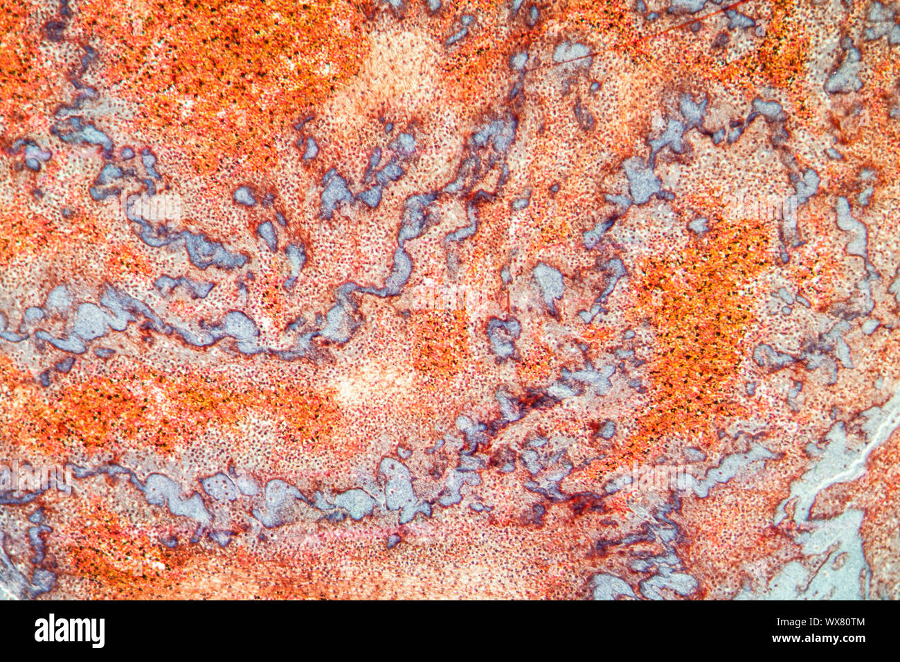 Heart fatty tissue under the microscope 200x Stock Photo - Alamy