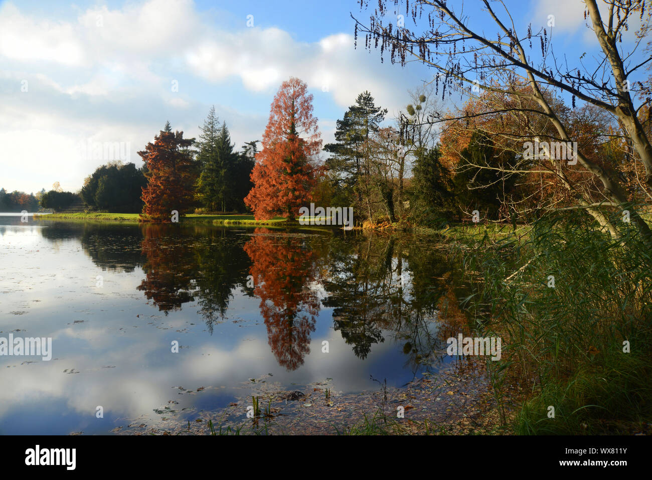 Waterside tree hi-res stock photography and images - Alamy