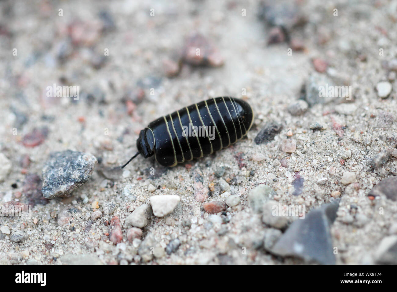 an assel on sand Stock Photo - Alamy