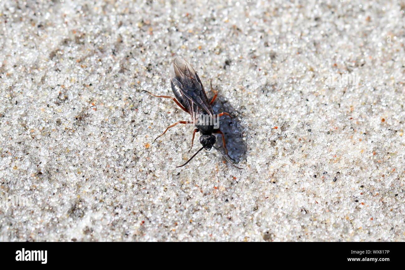 Insect on sand Stock Photo - Alamy