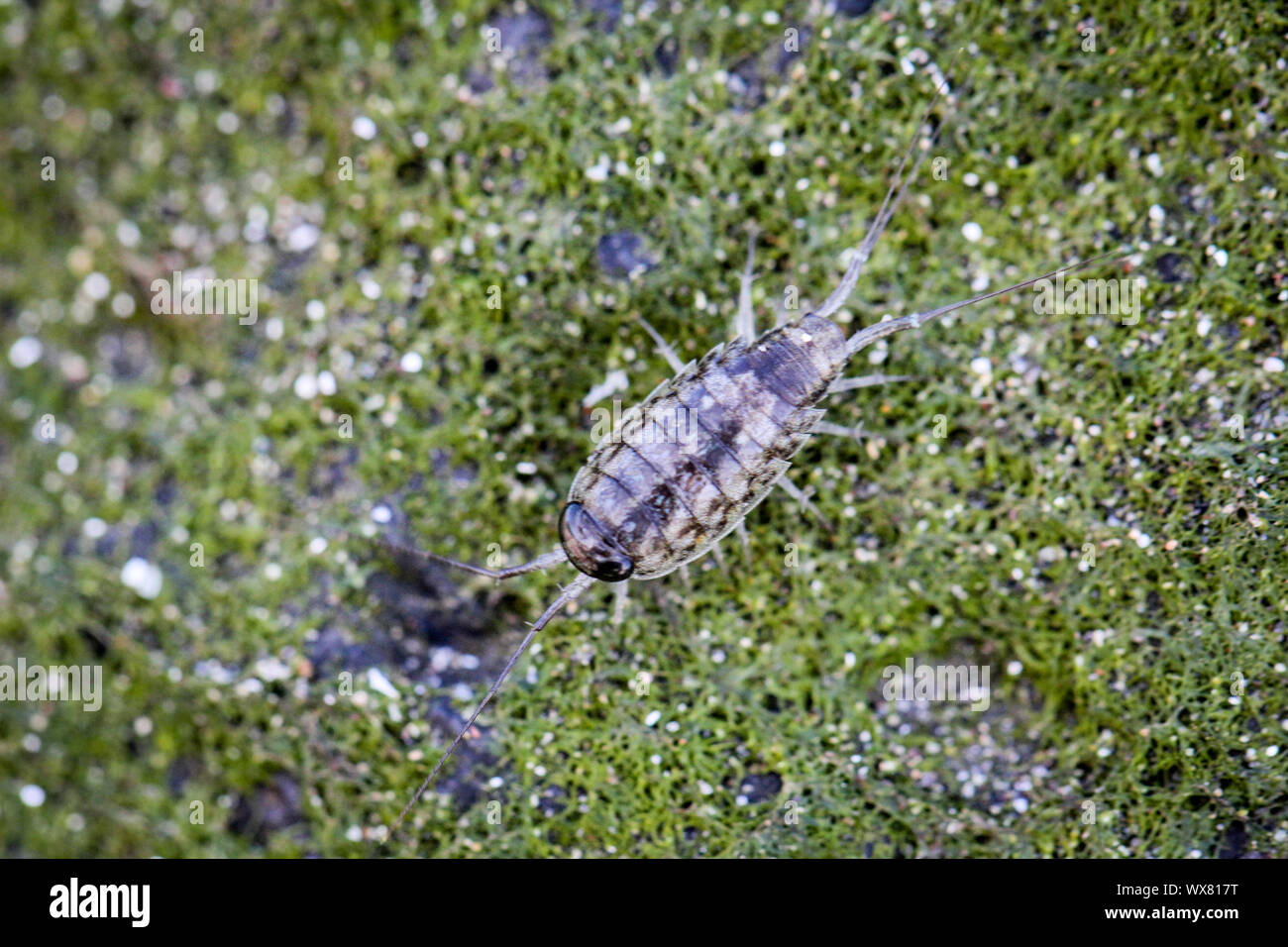 an assel on a stone Stock Photo - Alamy