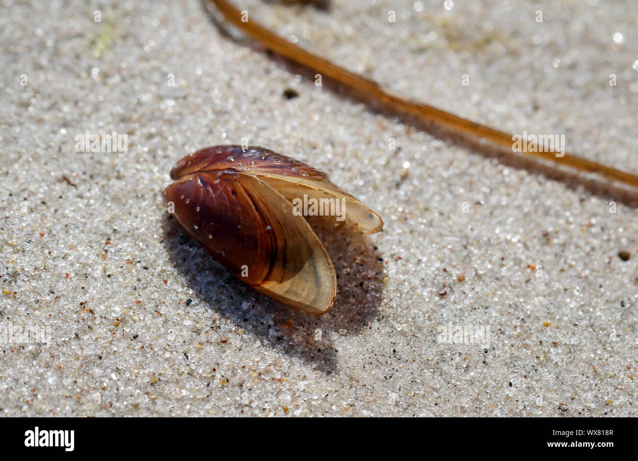 Big barnacles hi-res stock photography and images - Alamy