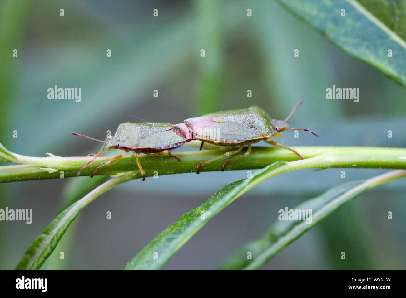 two bug on a plant Stock Photo - Alamy