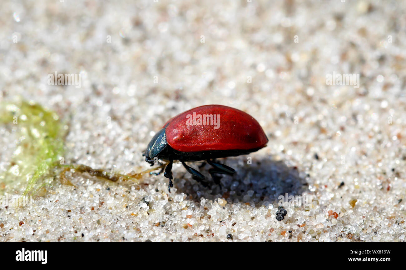 Sand beetle beetle hi-res stock photography and images - Alamy