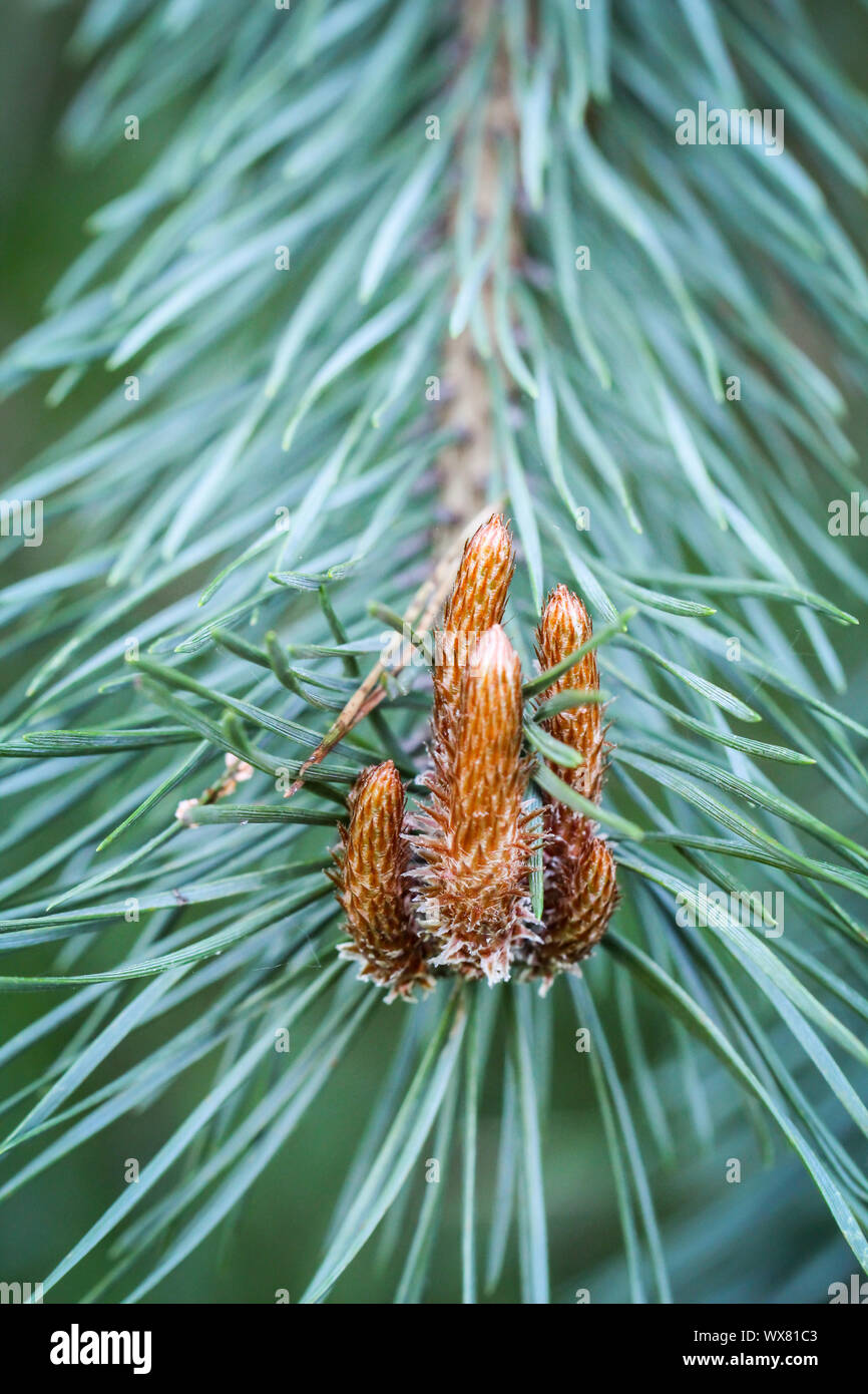Conifer cone resin hi-res stock photography and images - Alamy