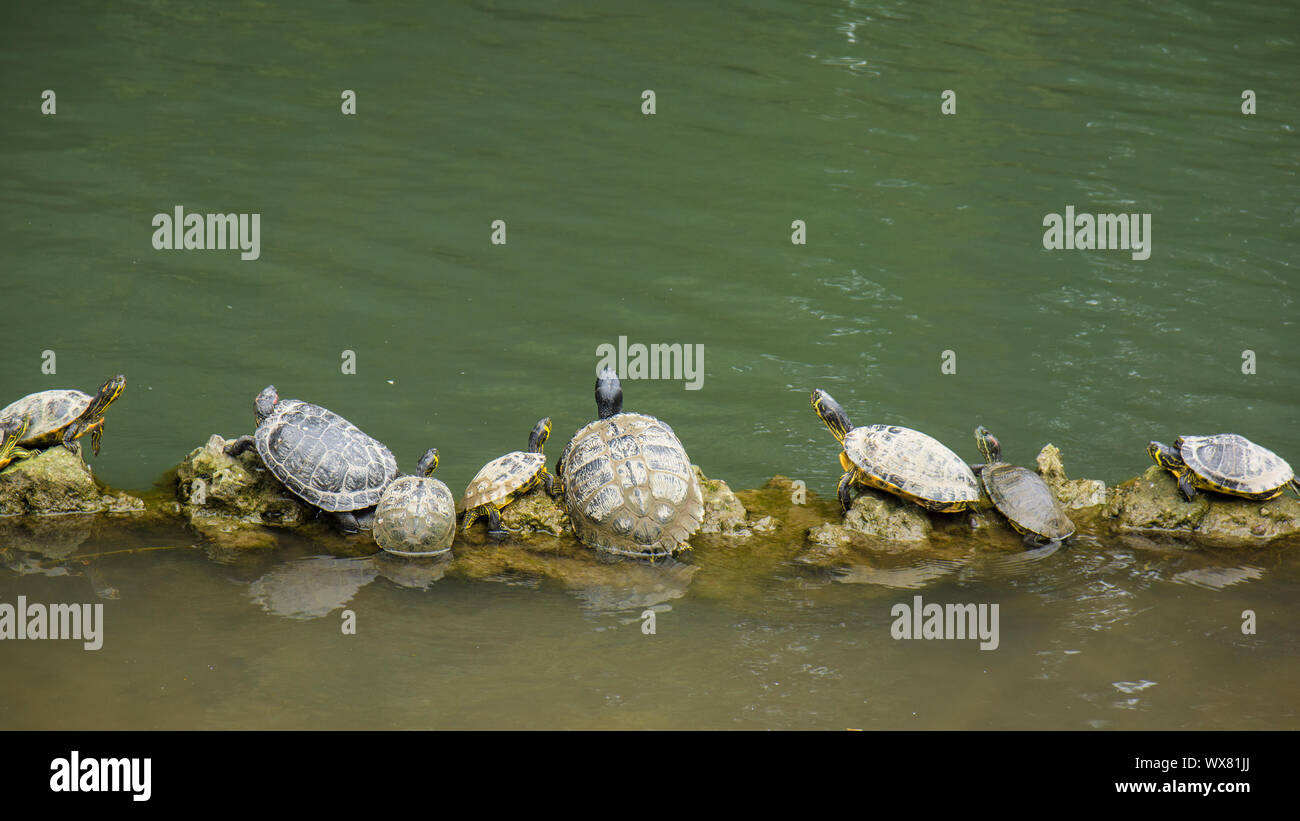 turtles sitting on log in line Stock Photo - Alamy